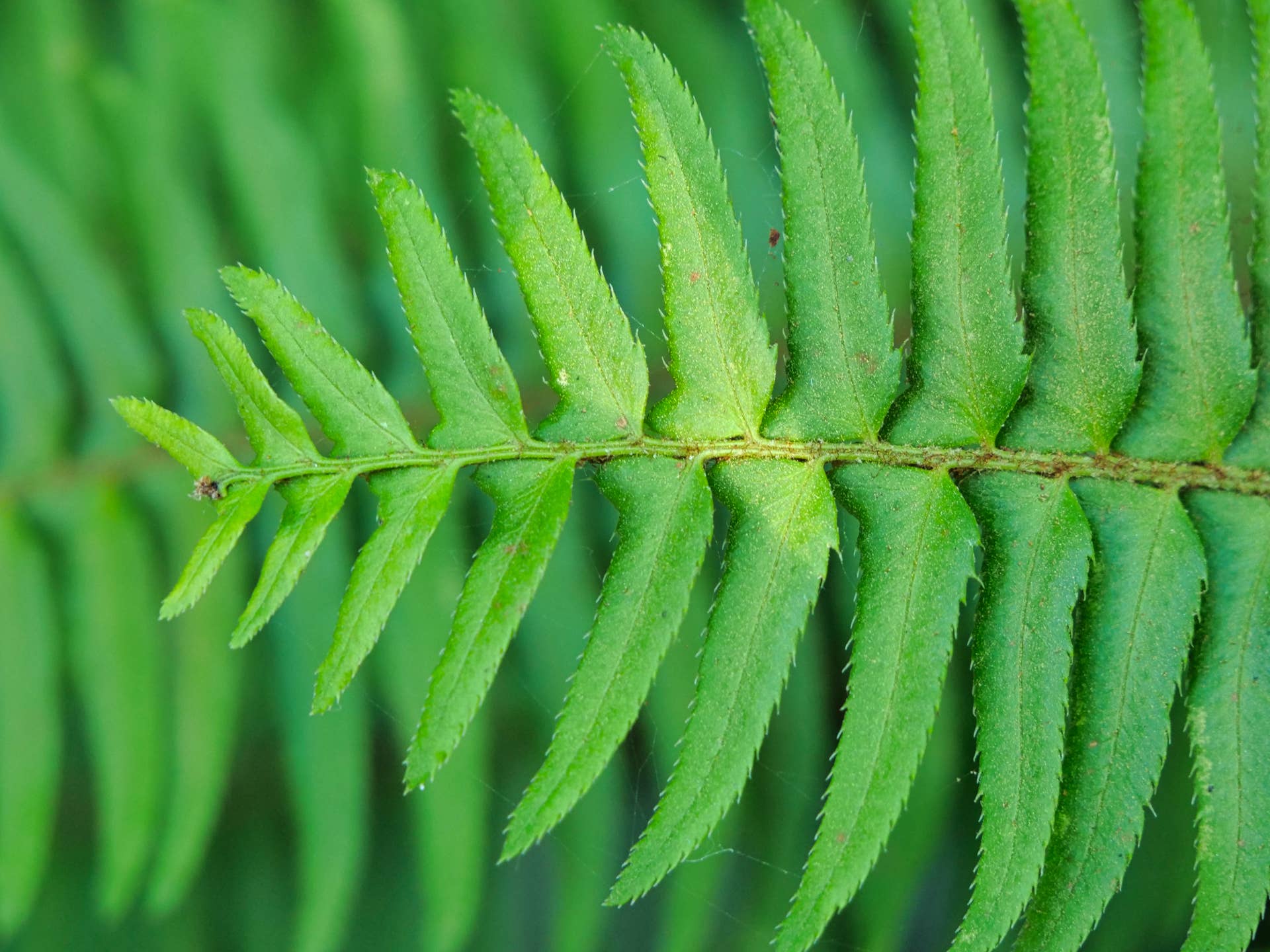 Types of Ferns: 20 Fern Species to Beautify Your Garden