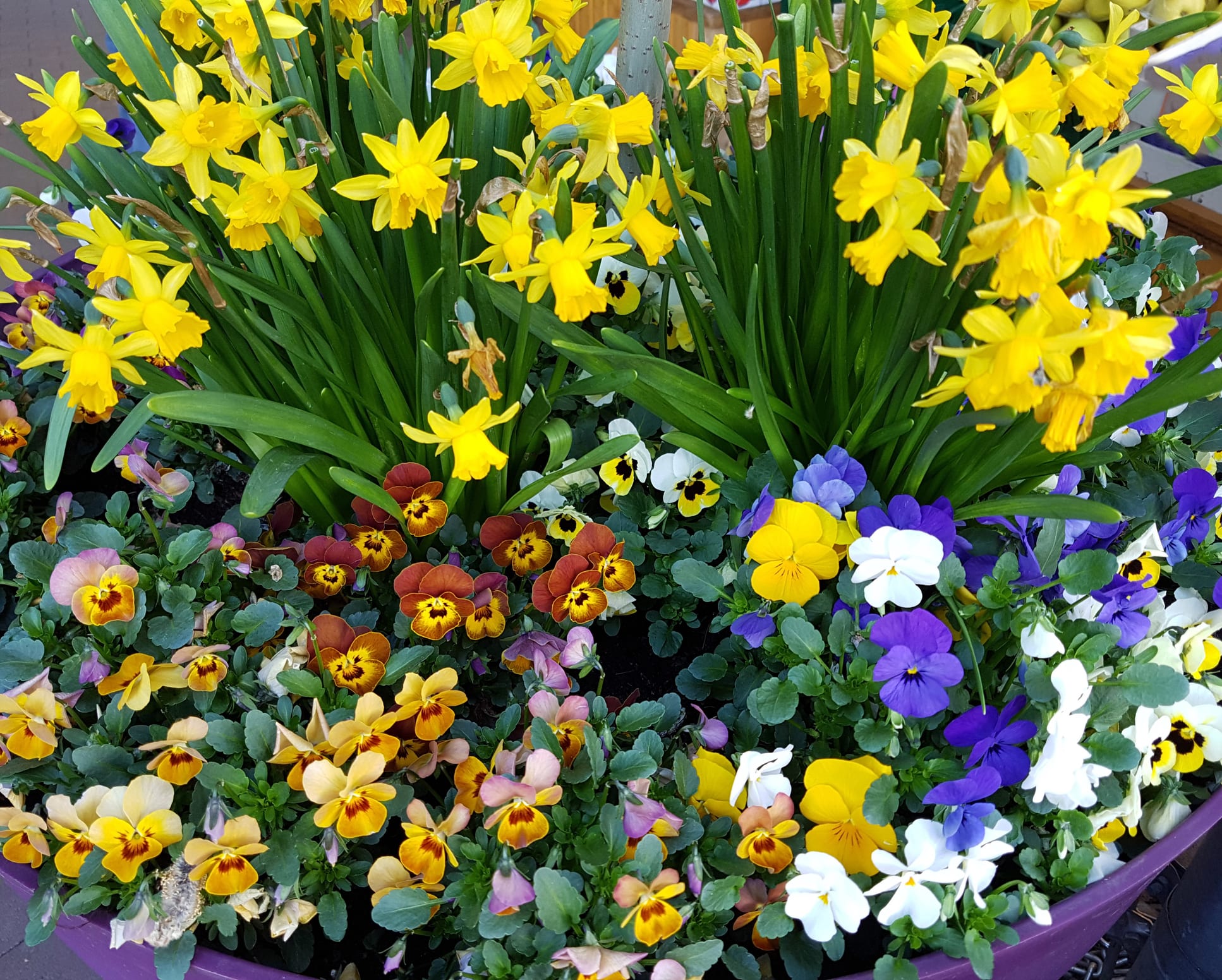 Spring Planter Ideas: 27 Container Garden Combos We Love - Parade Home ...