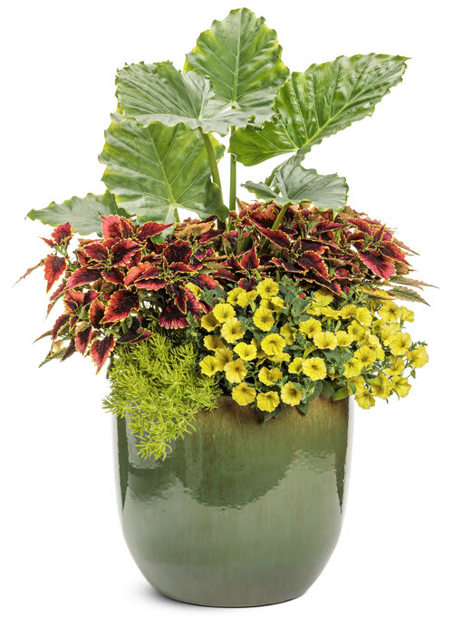 Spring Planter Ideas: 27 Container Garden Combos We Love - Parade Home ...