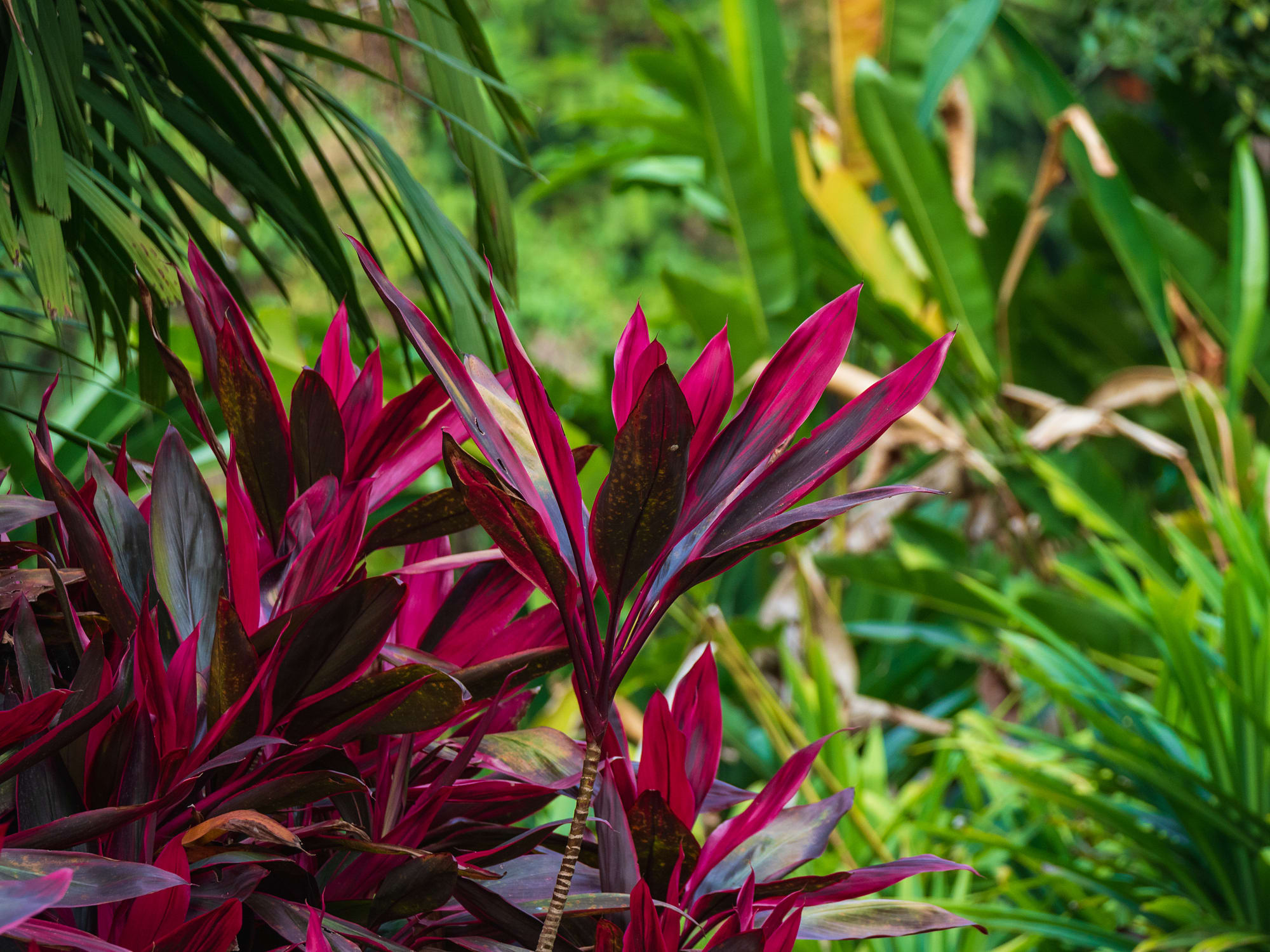 Good luck plants to bring good vibes to your home - Parade Home & Garden