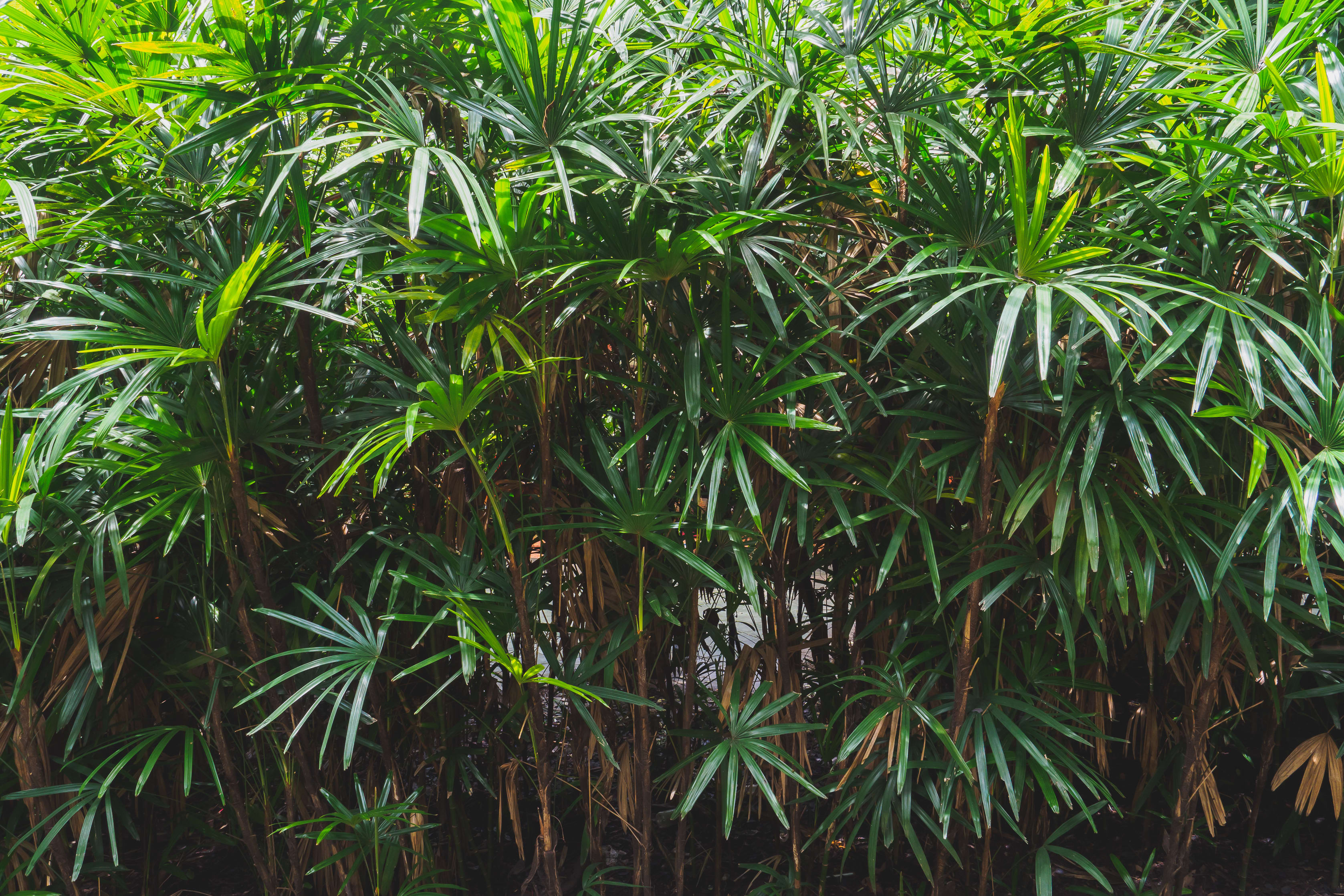 Good luck plants to bring good vibes to your home - Parade Home & Garden