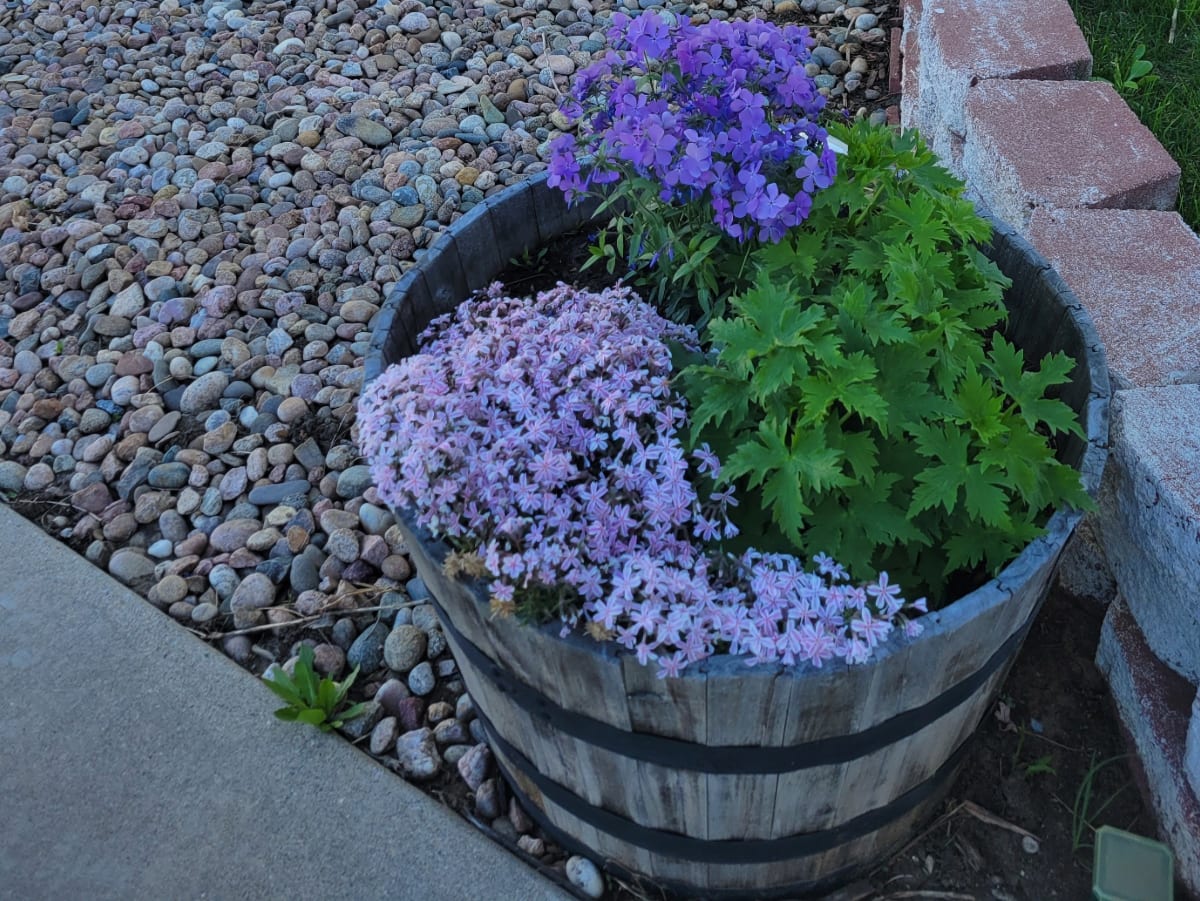 Aldi's $9 Hanging Flower Baskets Are Going Fast - Parade Home & Garden