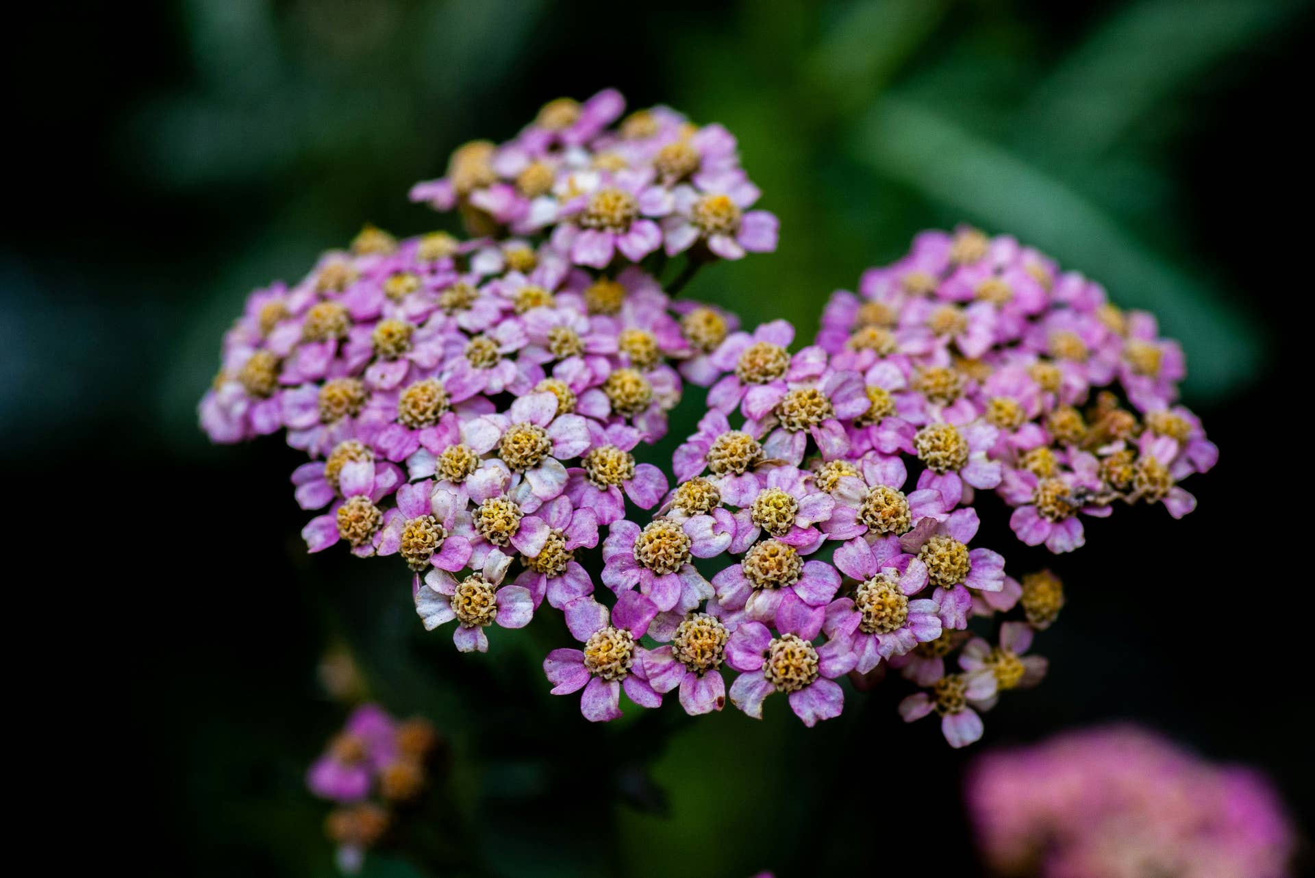 20 Best Flowers For Your Cutting Garden - Parade Home & Garden