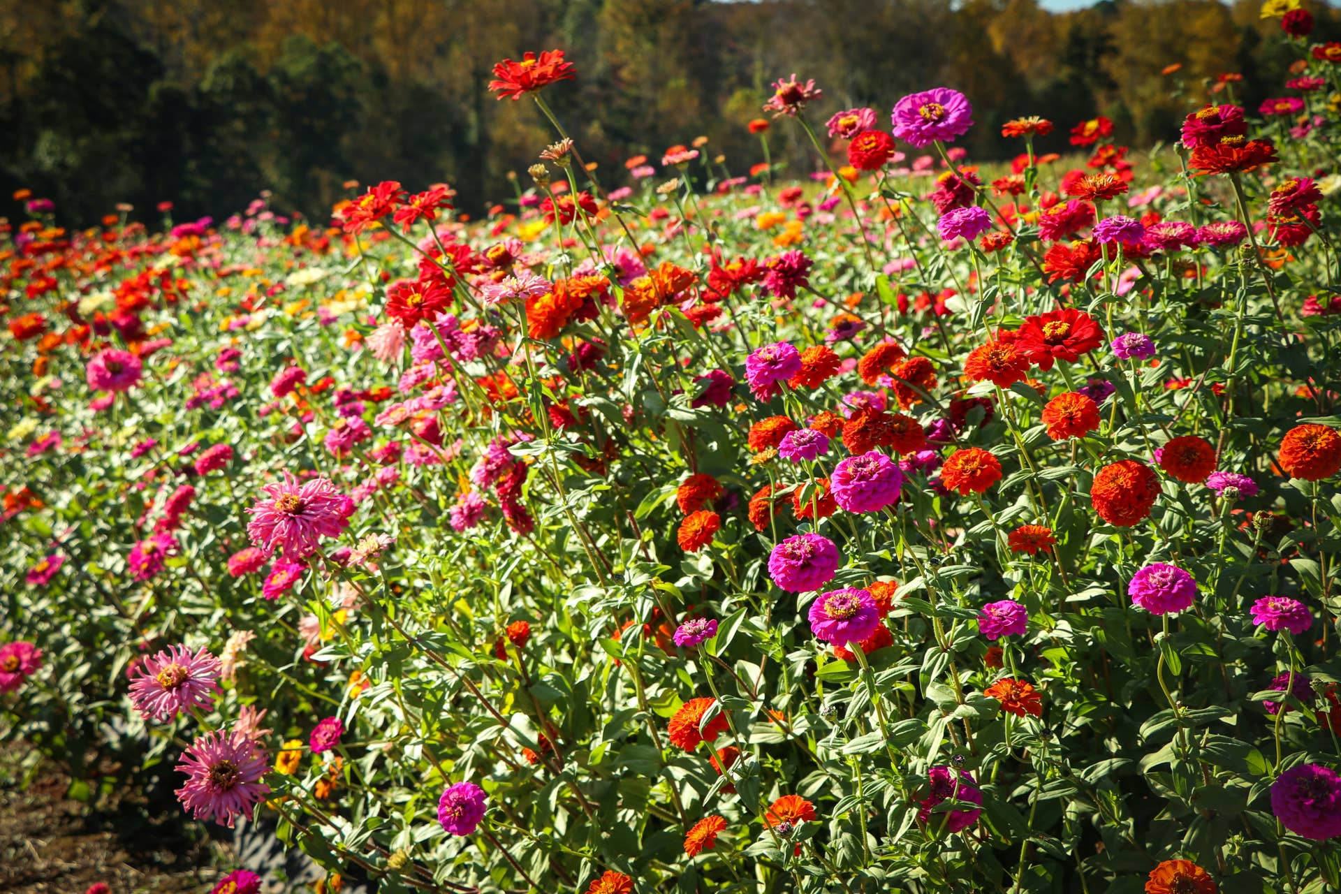 20 Best Flowers For Your Cutting Garden - Parade Home & Garden