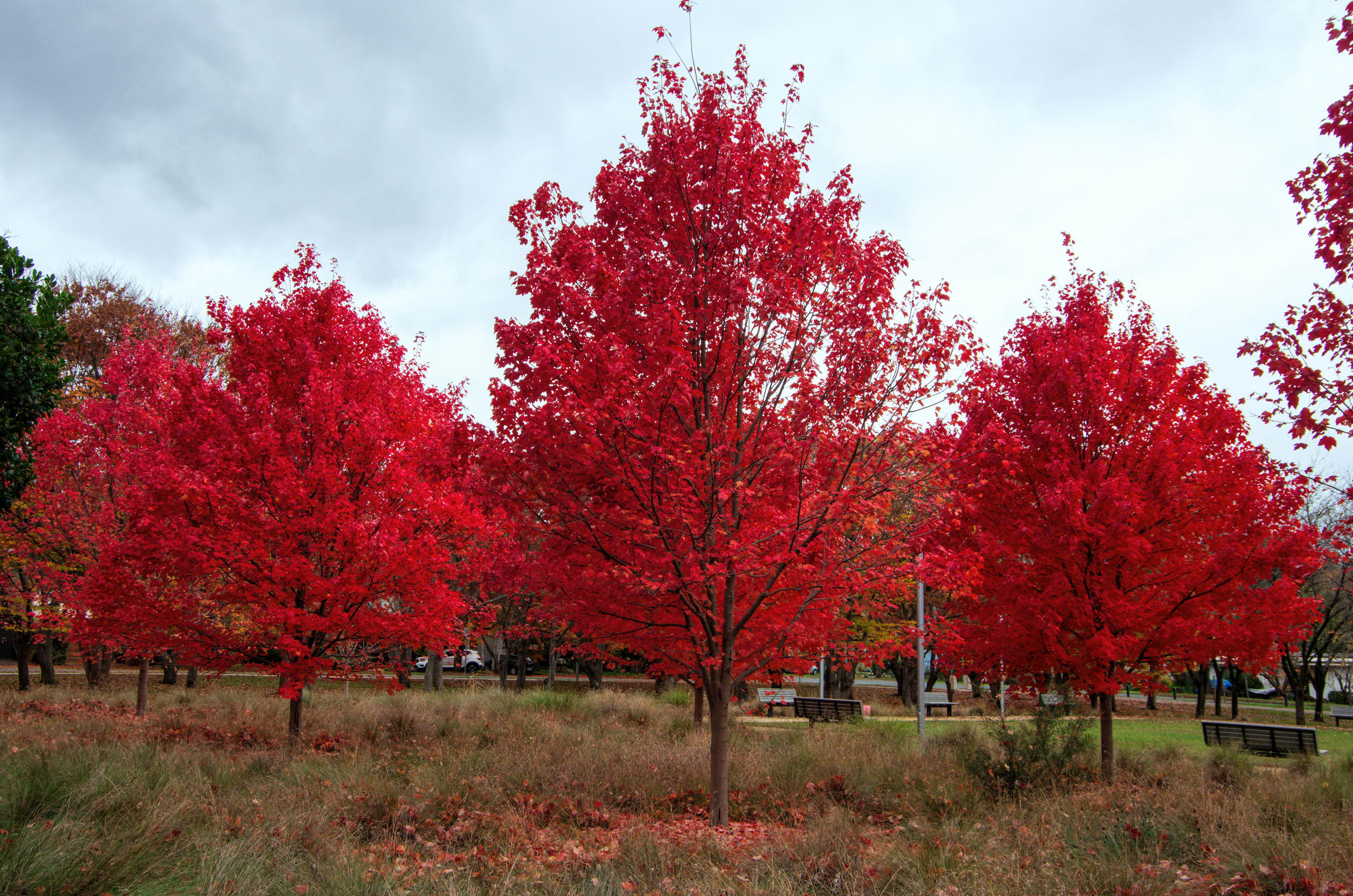 Types of Maple Trees - Parade Home & Garden
