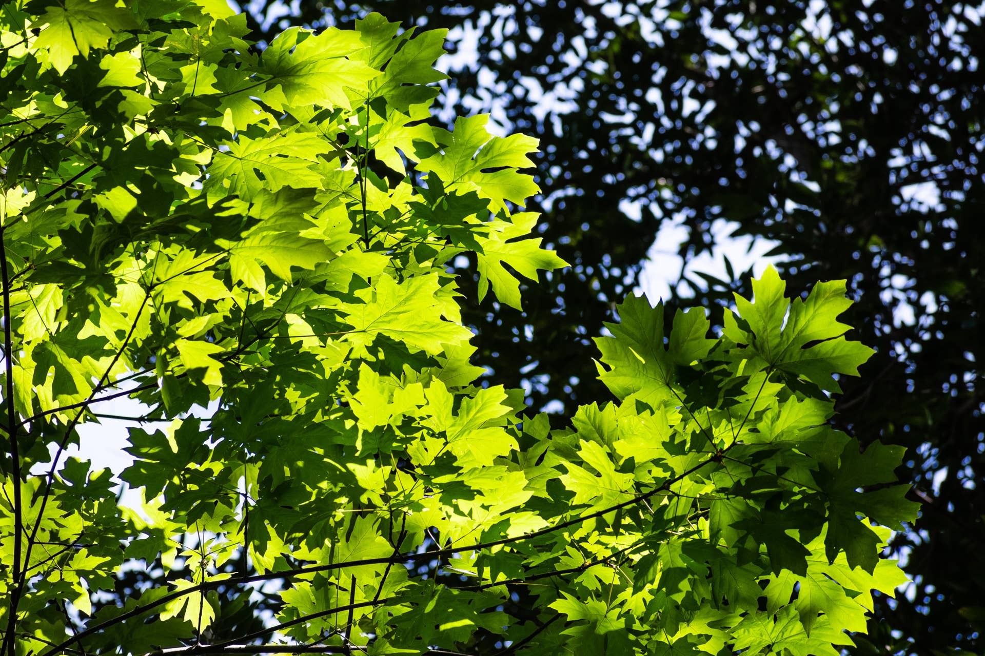 Types of Maple Trees - Parade Home & Garden