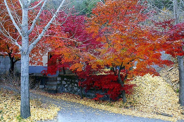 Types of Maple Trees - Parade Home & Garden