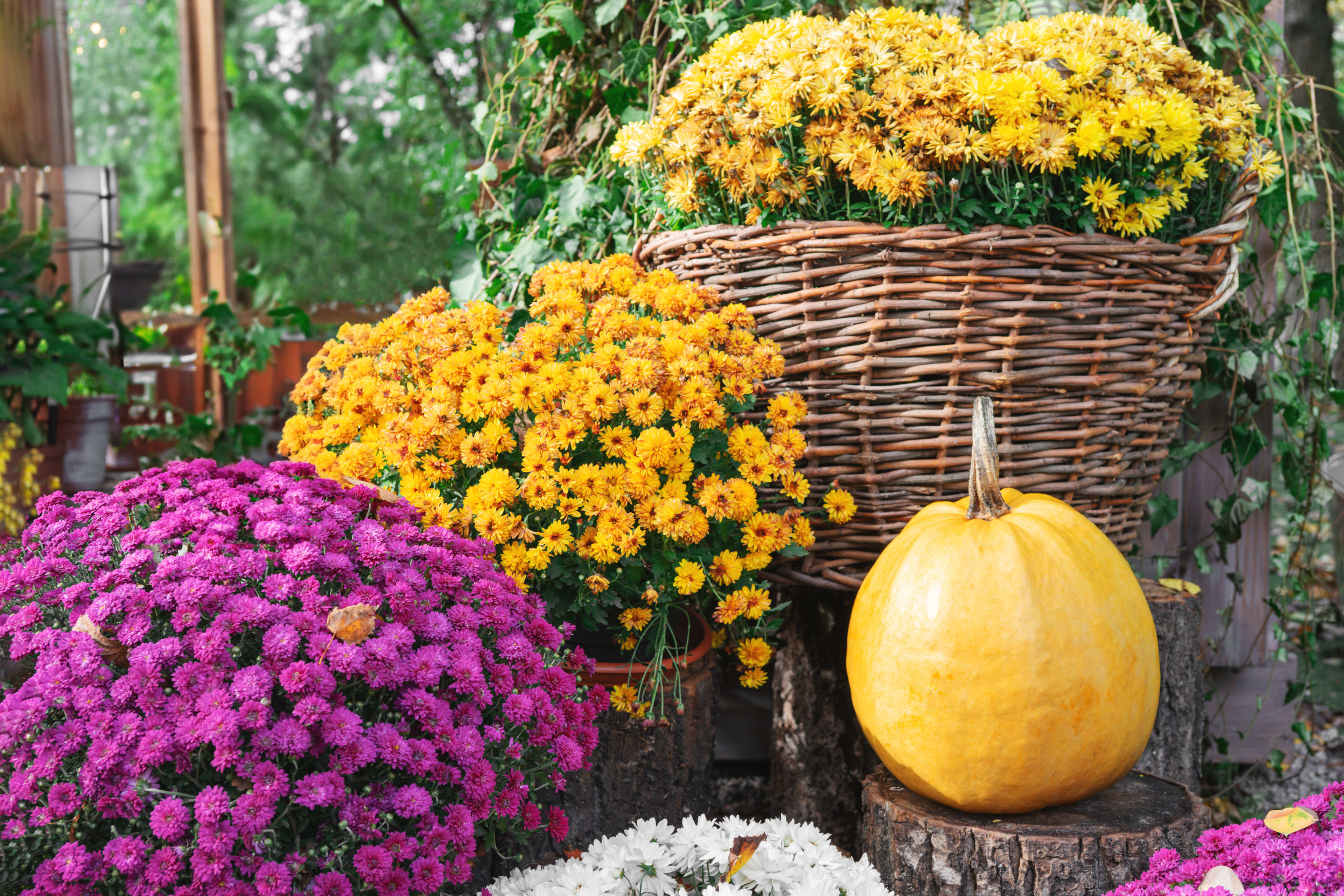 Costco’s Giant Mums Return and They’re as Stunning as Ever - Parade ...