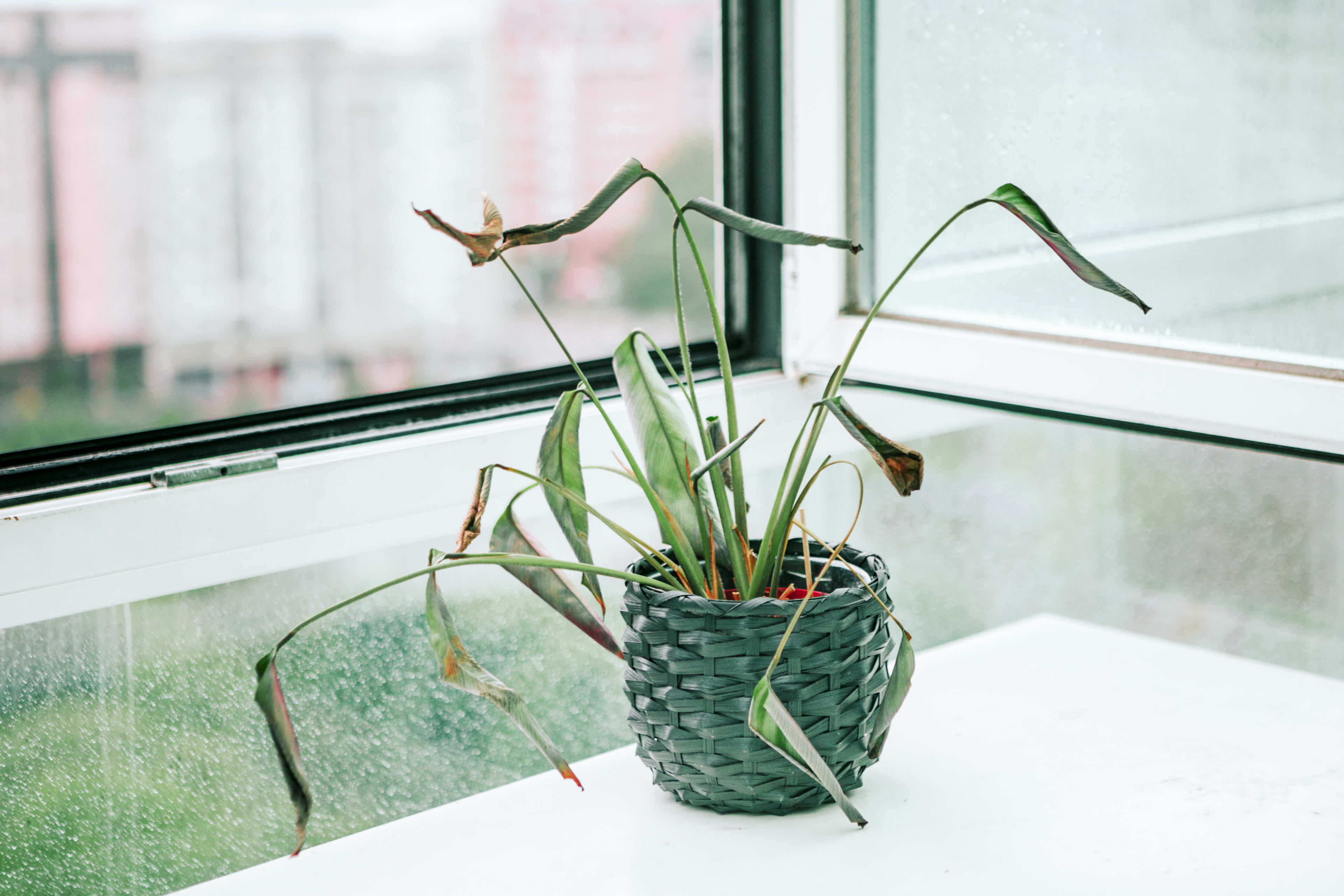 Man Explains How to Save a Dying House Plant Instead of Throwing It Out ...